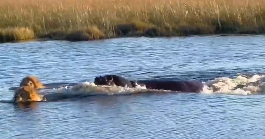 3 "kings of the steppe" almost lost their lives because they ...