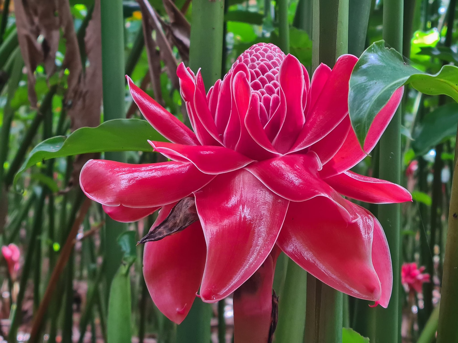 Unique flowers attract customers on God of Wealth day, latecomers will ...