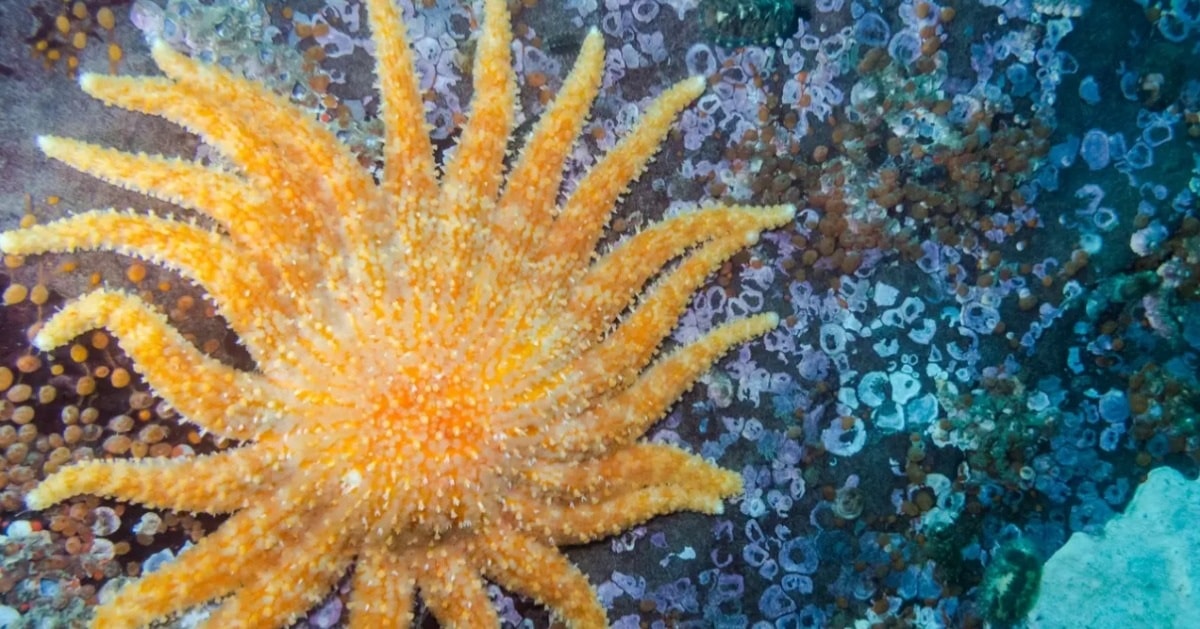 Admire the strange predators in the deep sea