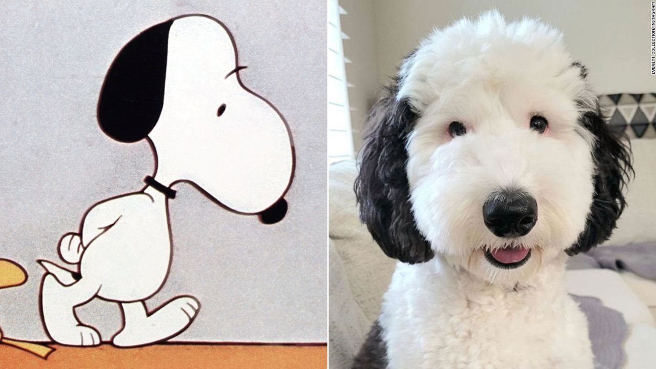 Una versión real súper adorable del personaje de dibujos animados 'Snoopy'.