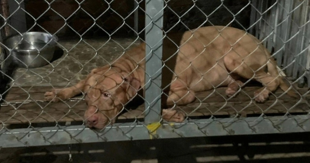 Pitbull dog bites 82-year-old woman to death: The dog was sold to the ...