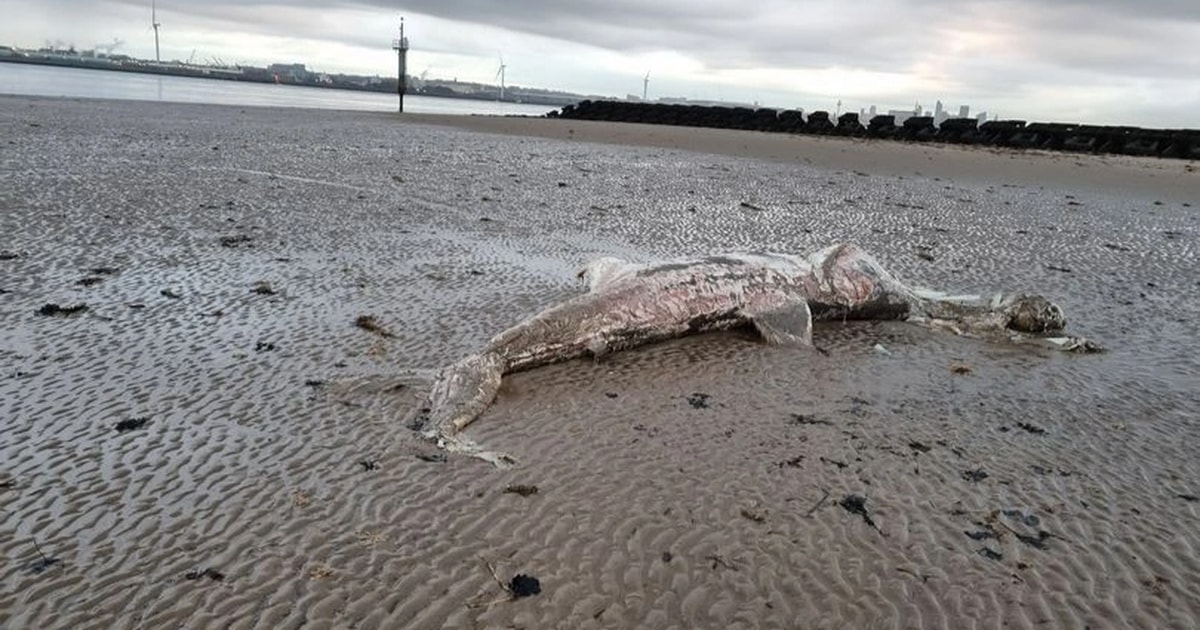 Giant creature with strange body washed up on the beach
