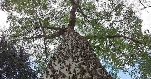 Horror: A plant with such strong poison that monkeys don't dare climb ...