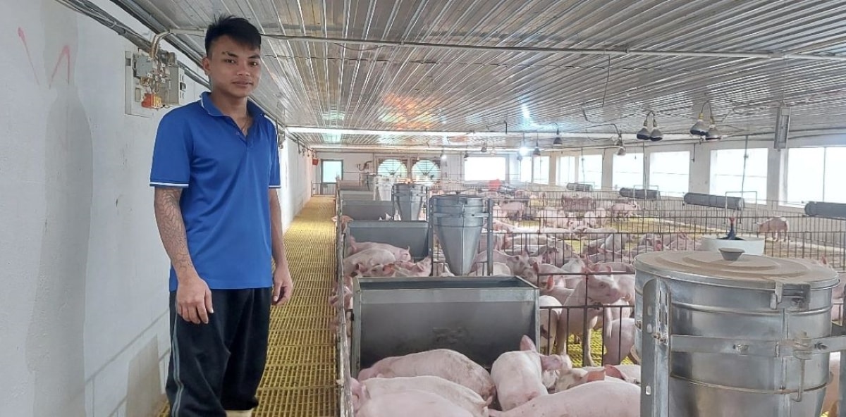 Live pigs are being smuggled across the border due to price differences.