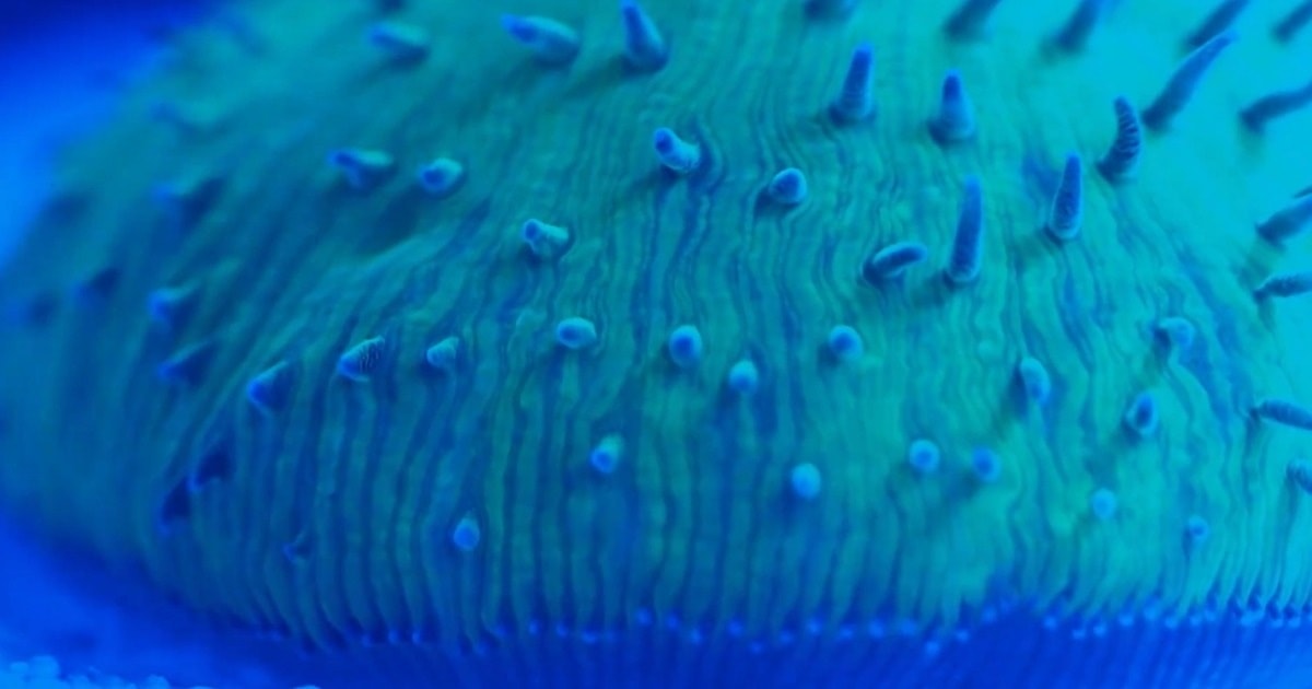 Strange walking coral