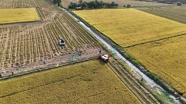 Mekong Delta expands sustainable rice project