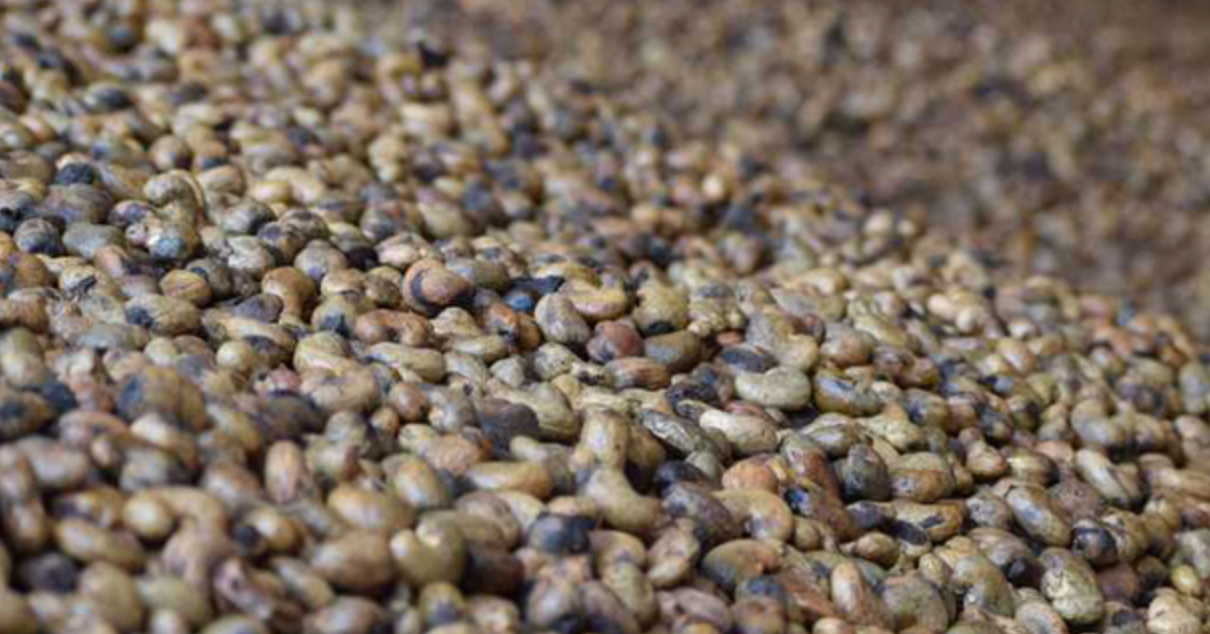 Nearly 1 million tons of Cambodian cashews flood into Vietnam