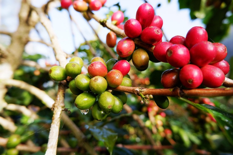 Today's agricultural news (January 1, 2026): Coffee prices rise slightly.