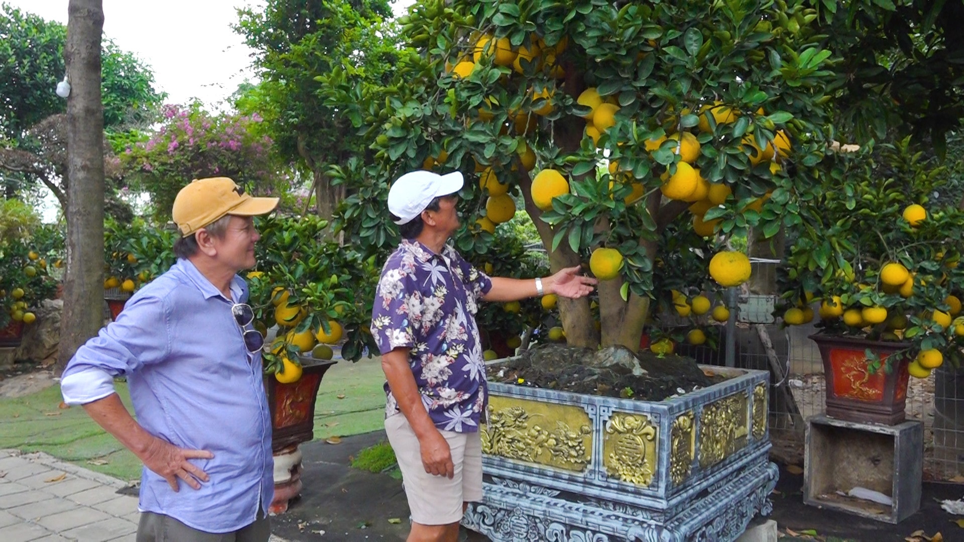 Pomelos from Dien, worth over 100 million VND, have just arrived in Ho ...