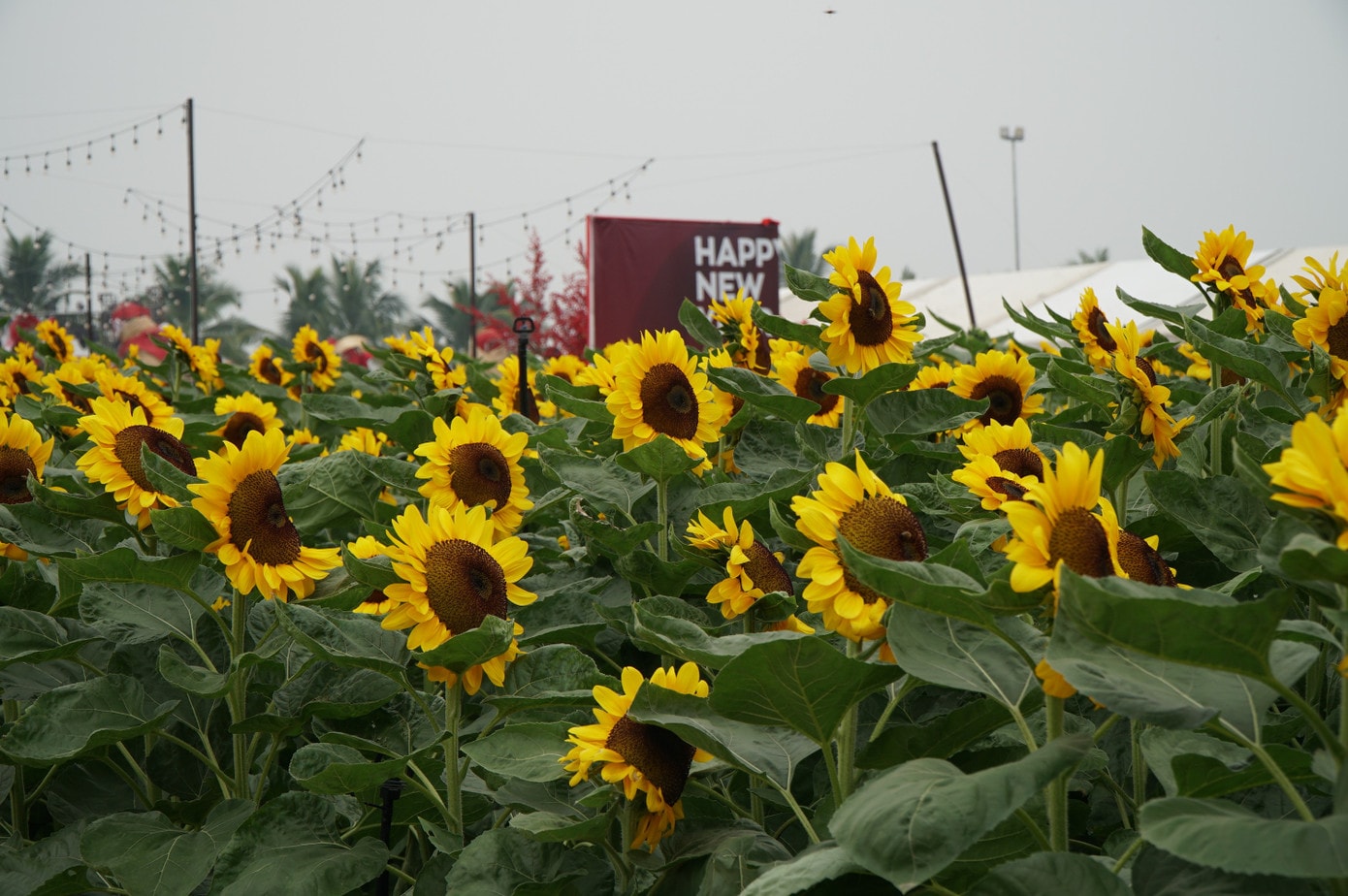 Ladang bunga musim semi di Kota Ho Chi Minh