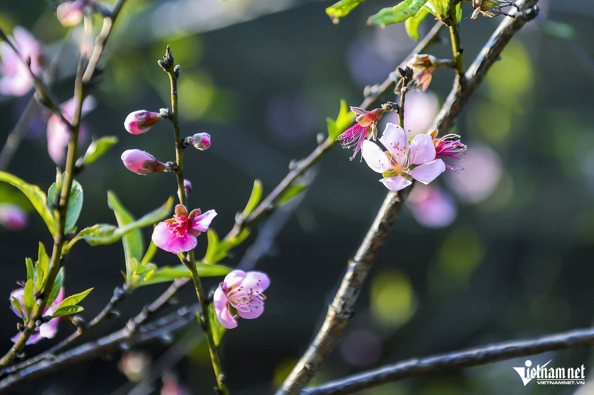 Early spring check-in in the highlands of Thanh Hoa province, where ...