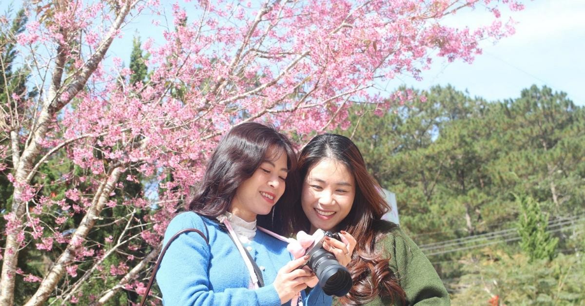 With cherry blossoms ablaze in pink, the K'Ho village has become an ...