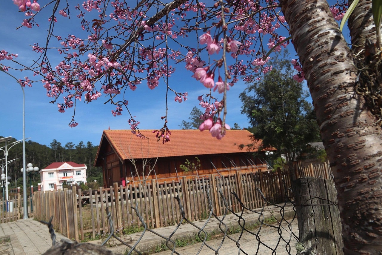 With cherry blossoms ablaze in pink, the K'Ho village has become an ...