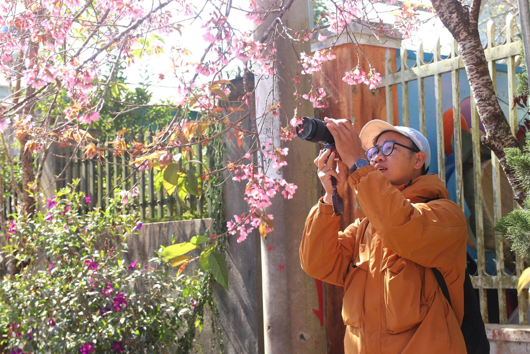 With cherry blossoms ablaze in pink, the K'Ho village has become an ...