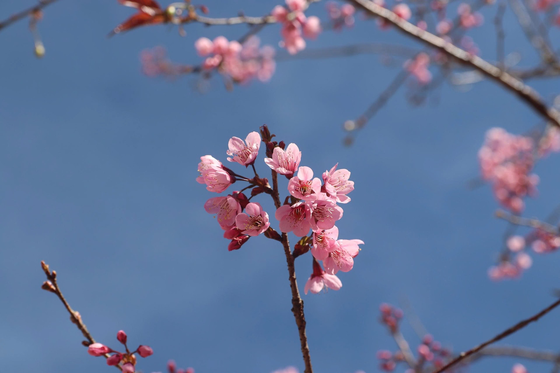 With cherry blossoms ablaze in pink, the K'Ho village has become an ...
