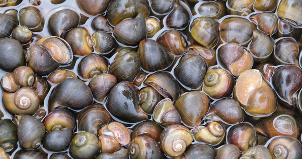 Snails soaked in 'liquid glass': Doctors warn of the risk.