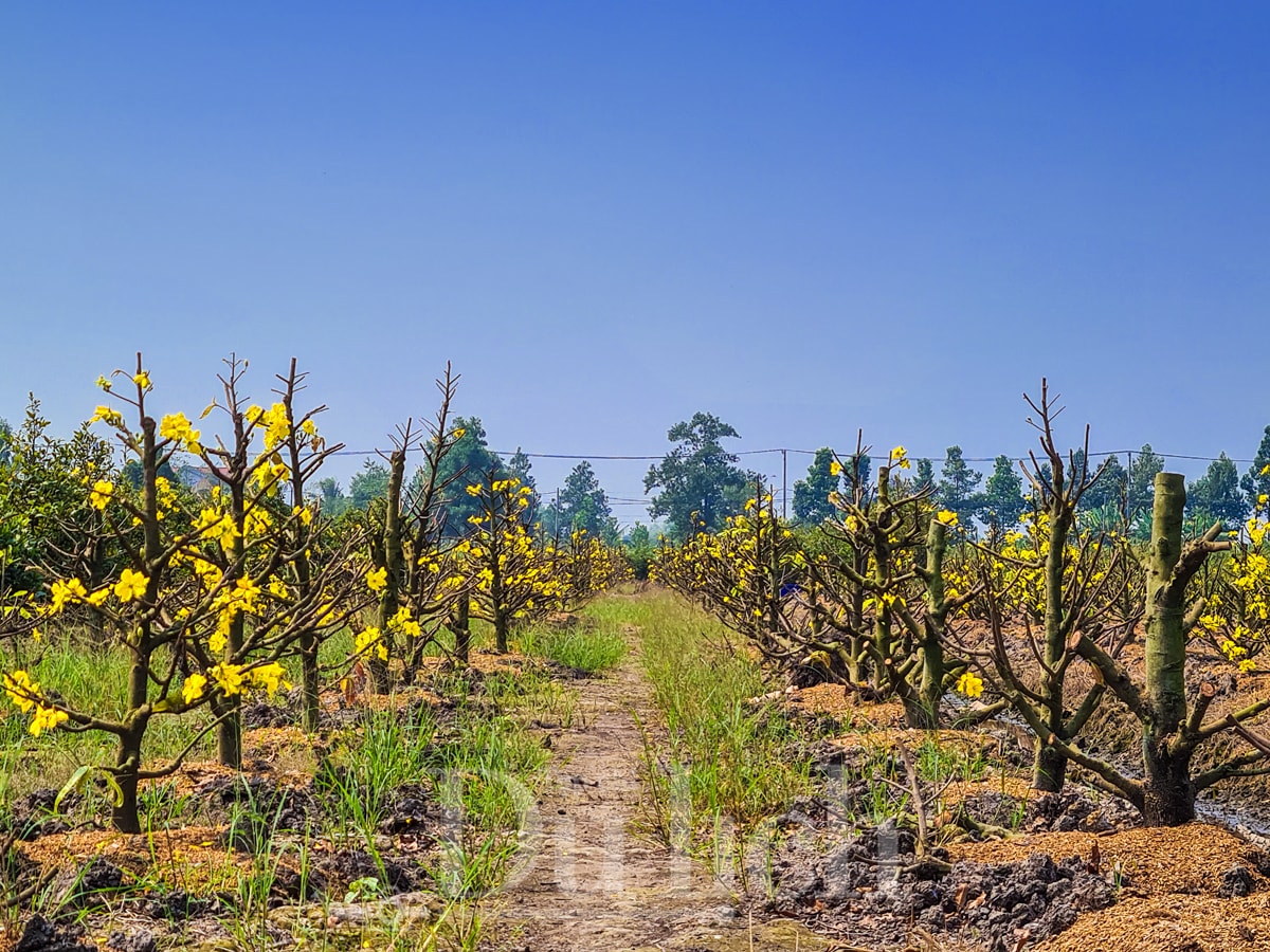 Kunjungi Binh Loi, ibu kota bunga aprikot kuning, untuk mengagumi warna ...