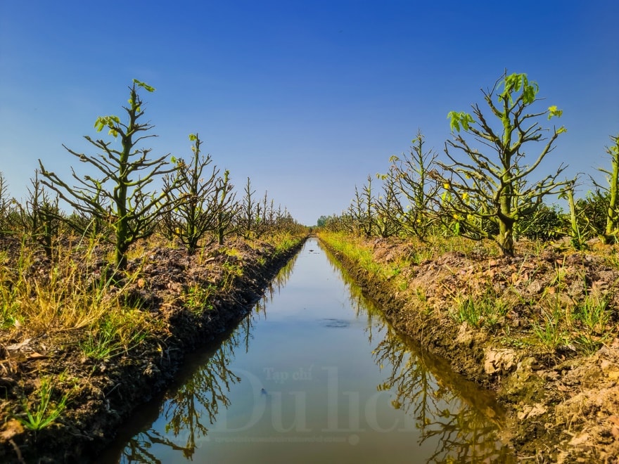 Kunjungi Binh Loi, ibu kota bunga aprikot kuning, untuk mengagumi warna ...