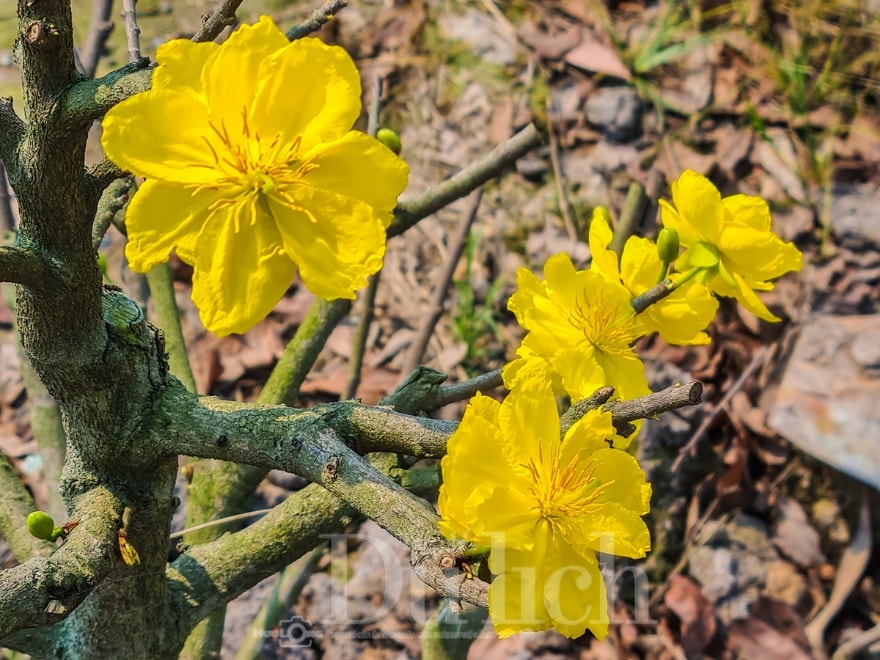 Kunjungi Binh Loi, ibu kota bunga aprikot kuning, untuk mengagumi warna ...