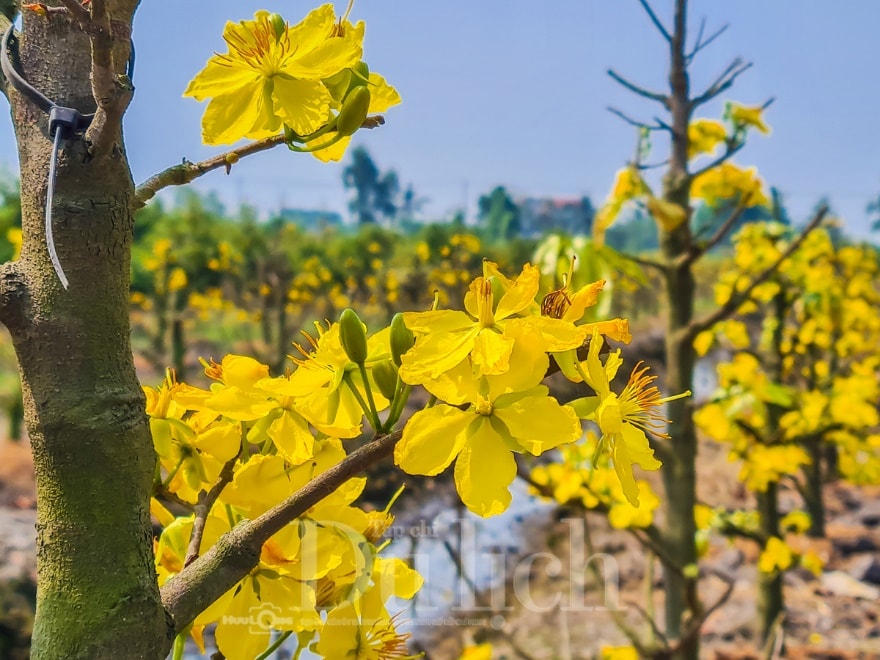 Kunjungi Binh Loi, ibu kota bunga aprikot kuning, untuk mengagumi warna ...